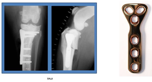 Successful use of Bio-Gate coatings in veterinary medicine. | Ins-news